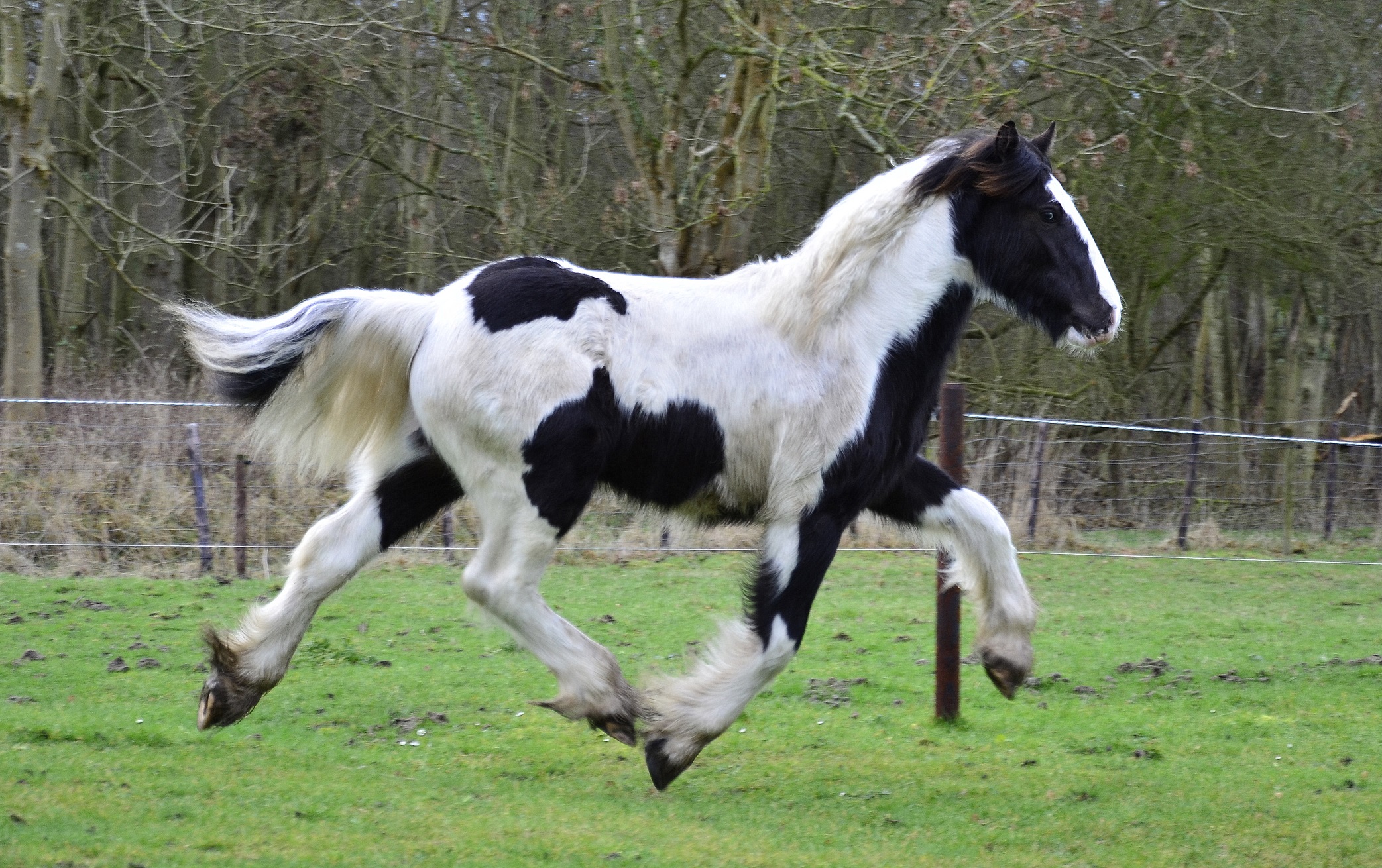 2 prachtige Irish Cobs/ Tinkers | Bokt.nl