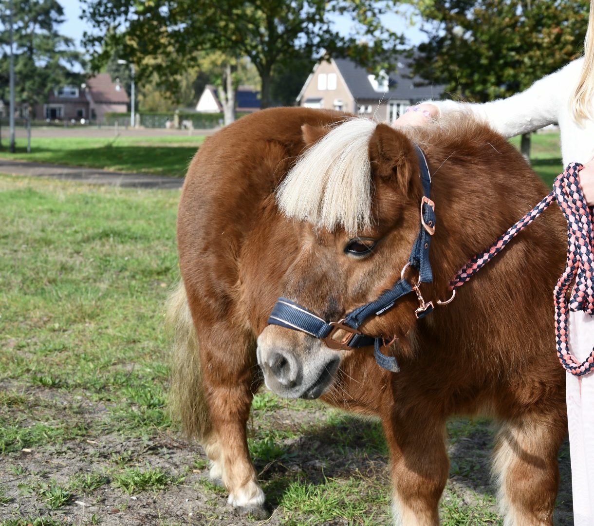 Lieve vos merrie kinderpony gezelschapspony Shetlander | Bokt.nl