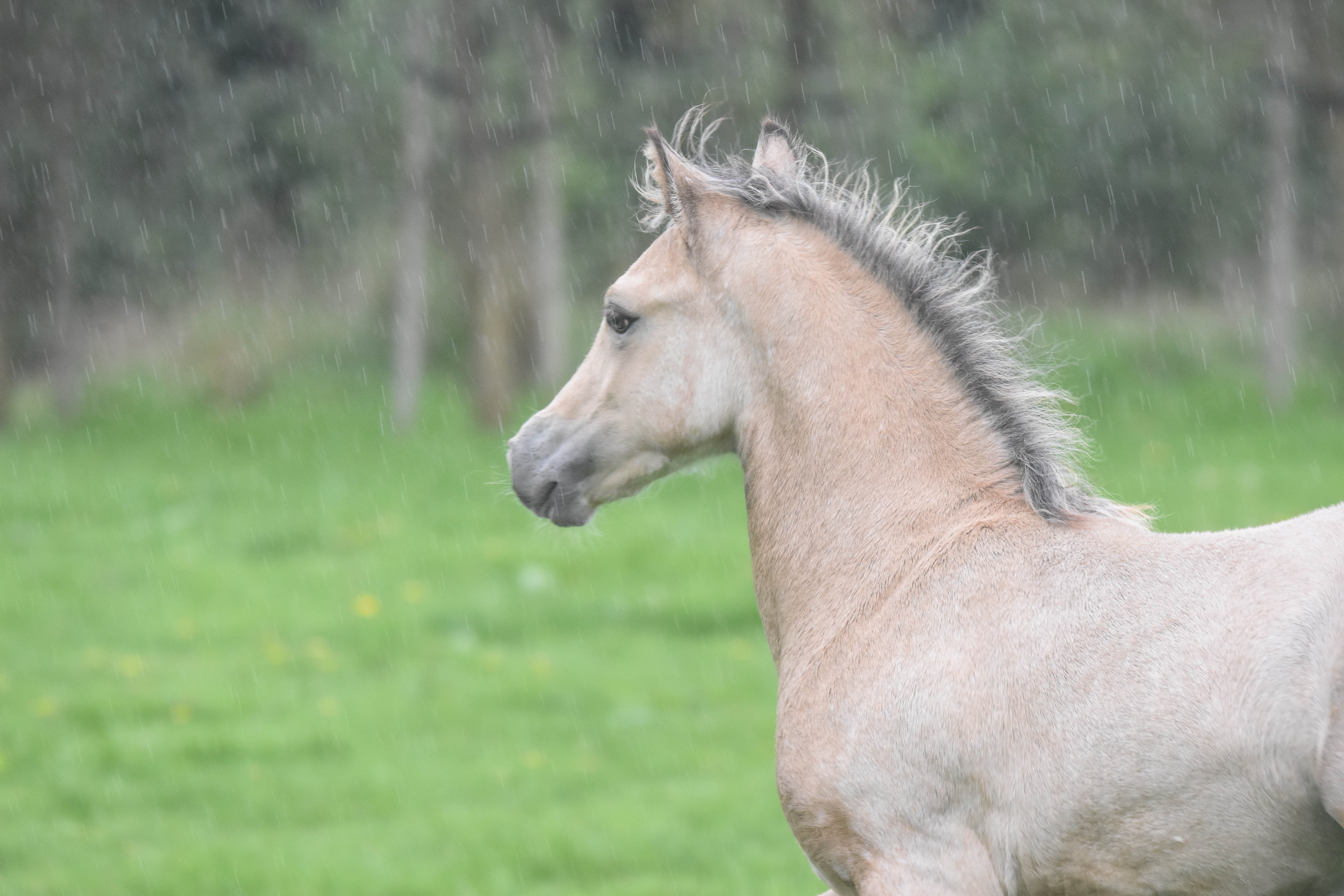 WELSH COB falbe hengstfohlen aus Roayl Welsh Winner | Bokt.nl