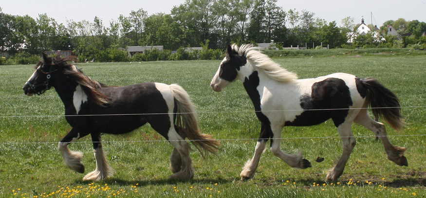 5 Prachtige lieve tinker merries en een friese merrie | Bokt.nl