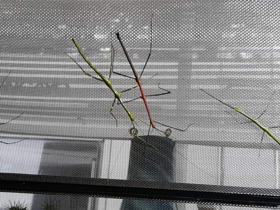 Wandelende takken (rood en groen) | Bokt.nl Wandelende takken (rood en groen) | Bokt.nl