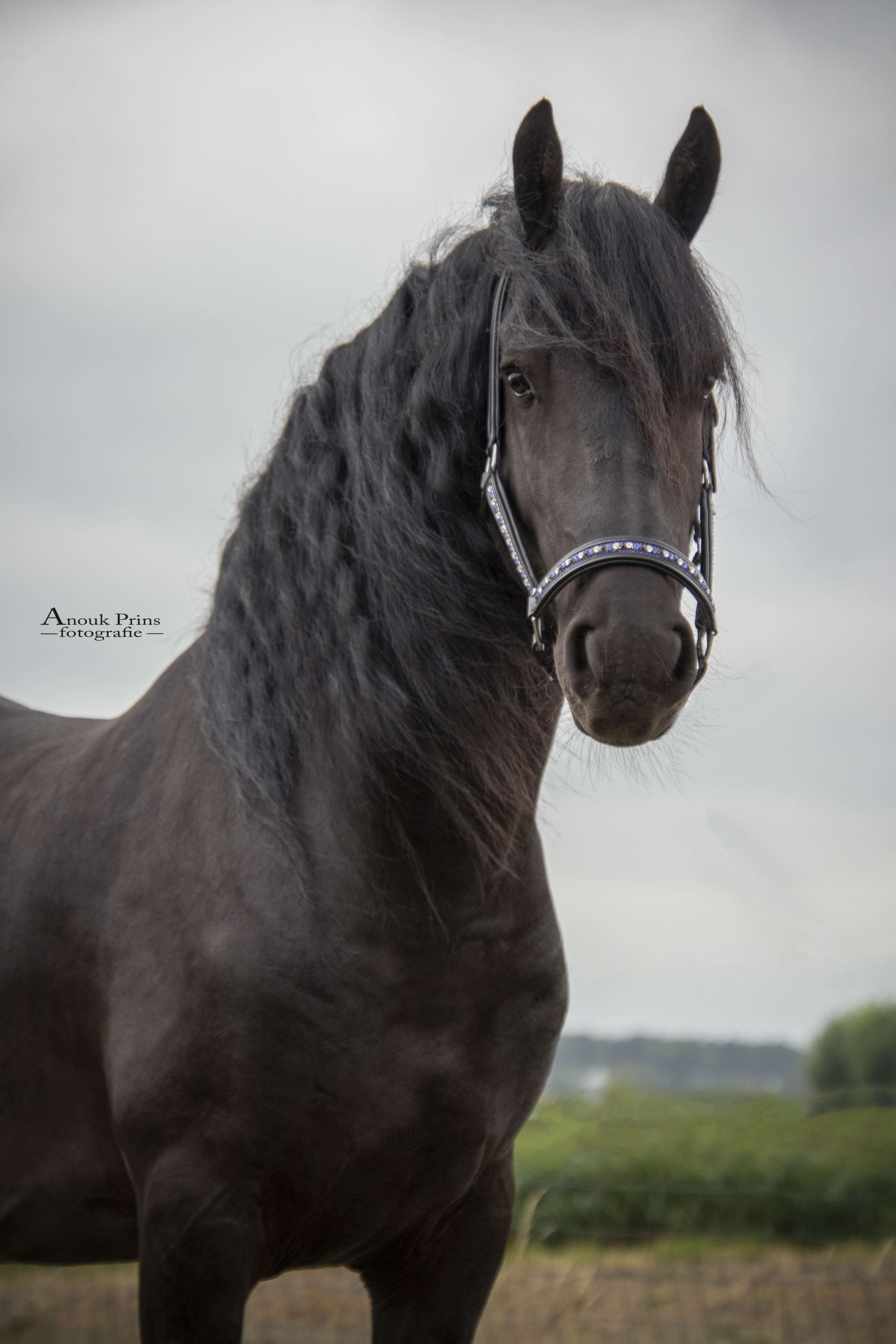 Mooie 4 jarige Friese hengst te koop | Bokt.nl