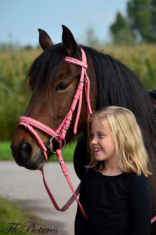 Leuke pony's/paarden voor lease of privéles ! | Bokt.nl