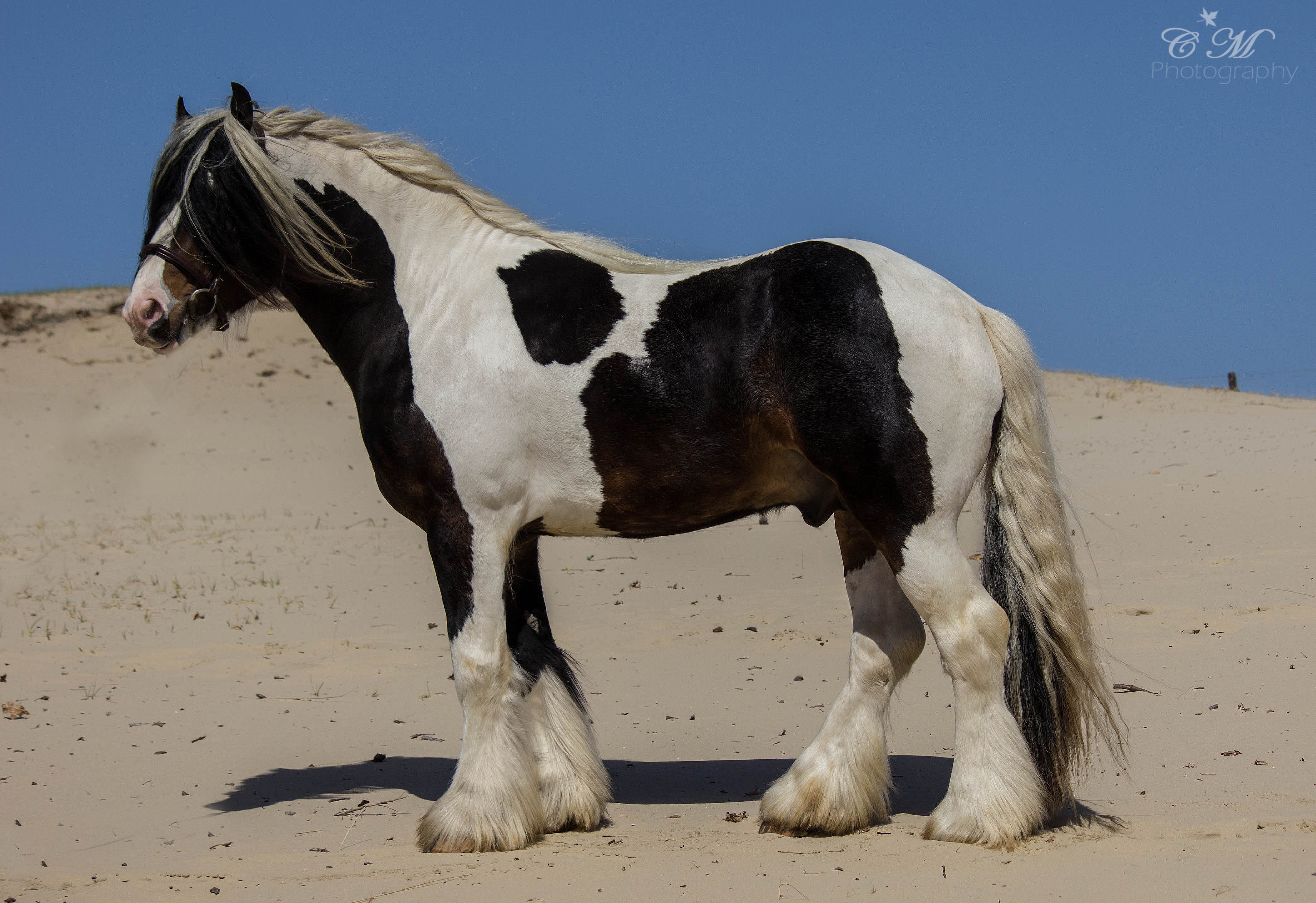 Goedgekeurde Irish Cob - Tinker hengst | Bokt.nl