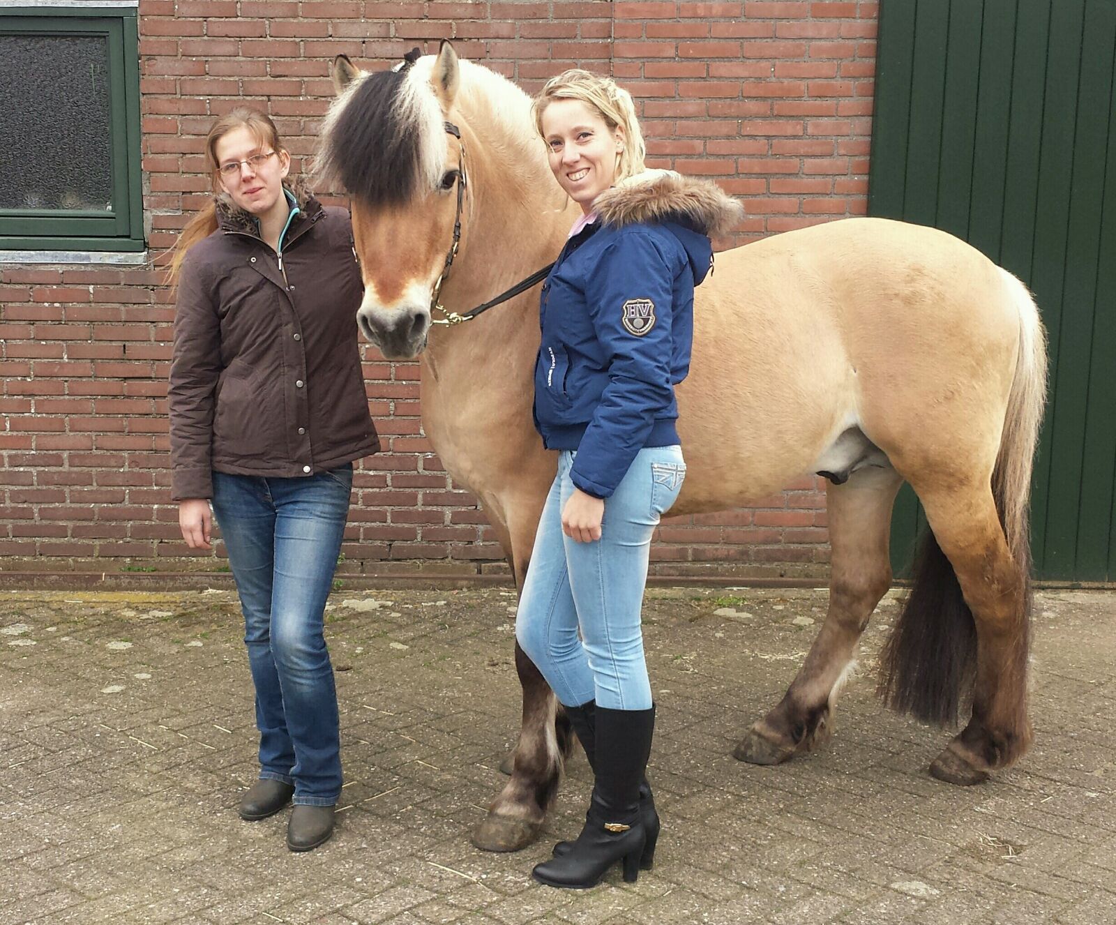 Ter Dekking Fjordenhengst KVENTIN | Bokt.nl