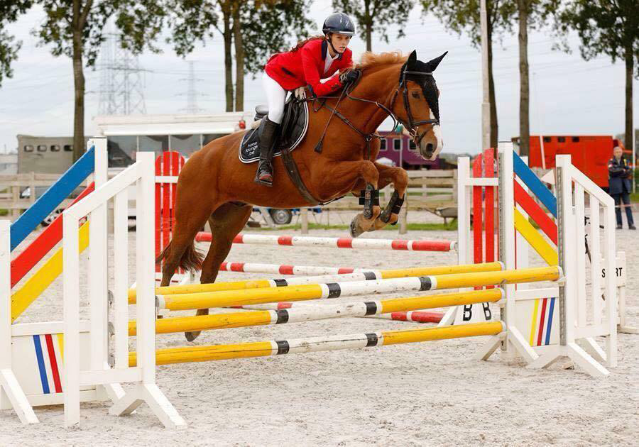 Springpaard te koop | Bokt.nl