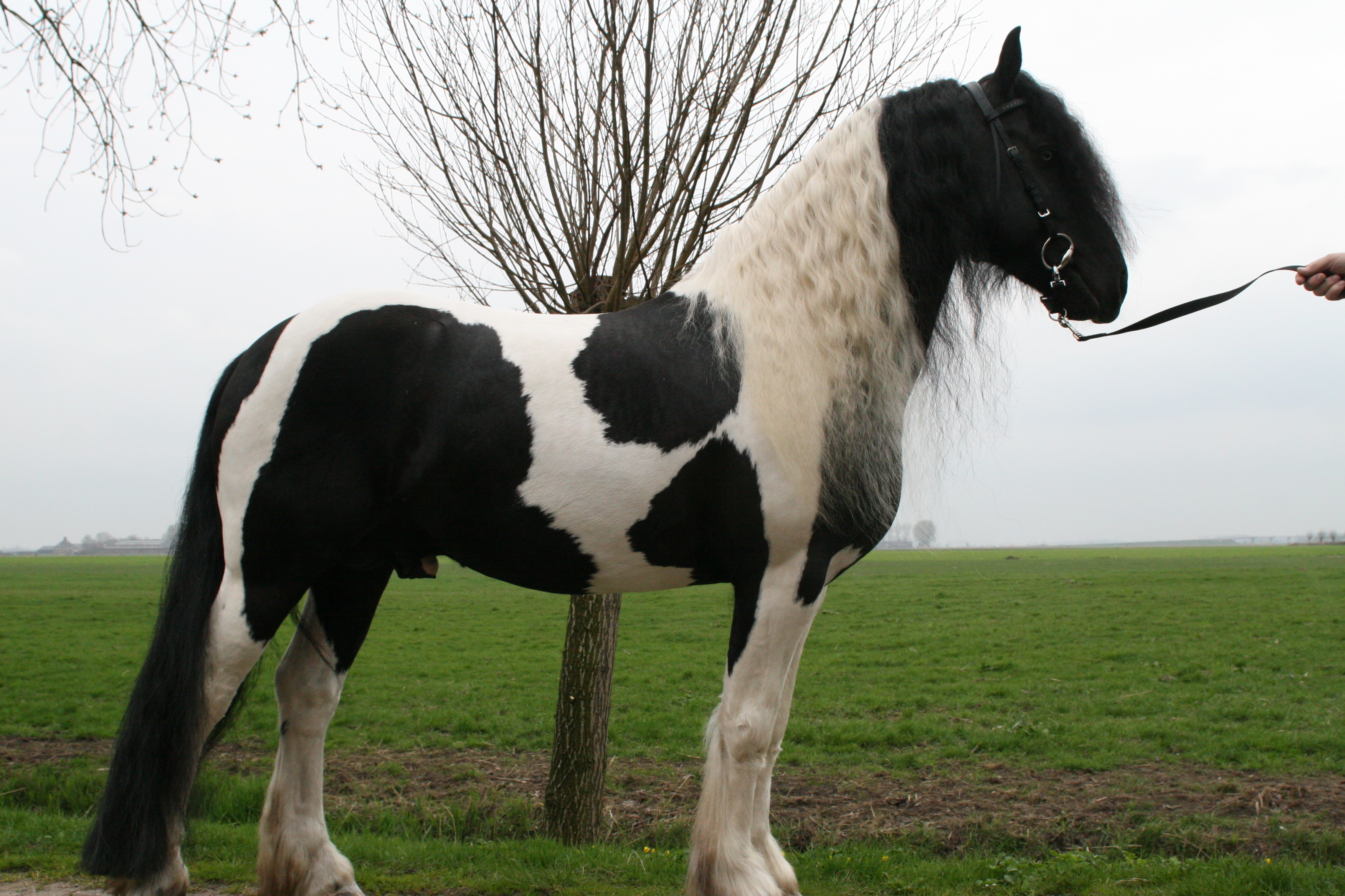Goedgekeurde NSvT tinkerhengst | Bokt.nl