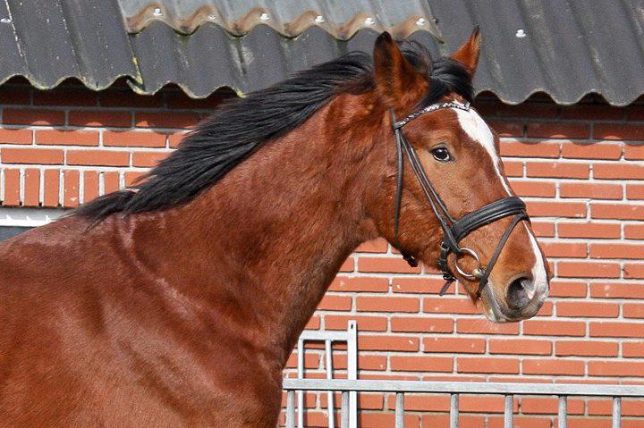 gezocht verzorger 3-jarige kwpn spring hengst. | Bokt.nl