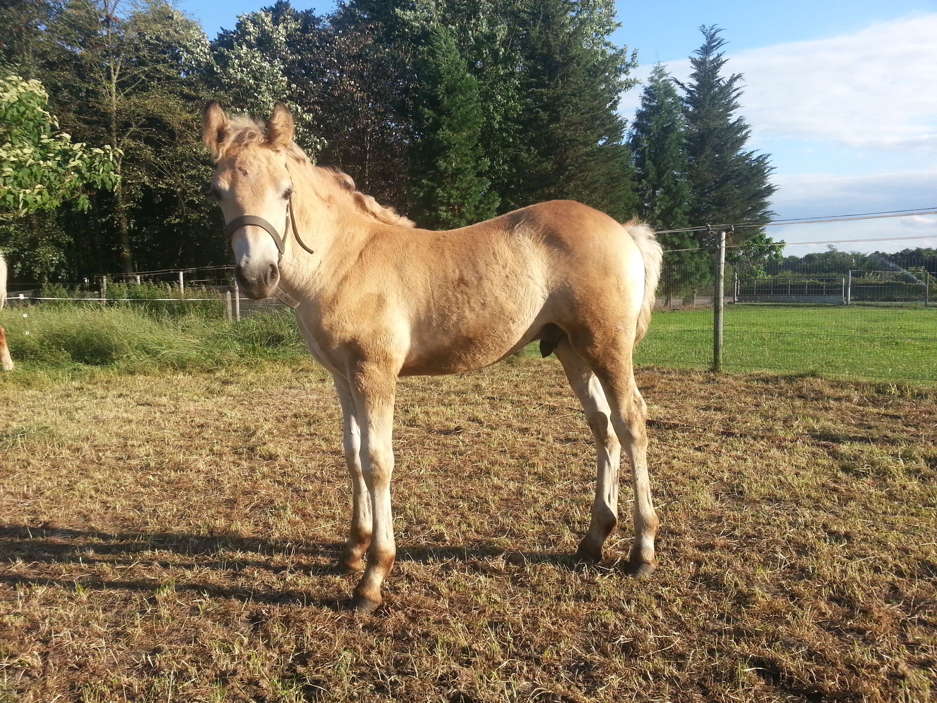 Super lief Haflinger x Fjord veulen | Bokt.nl