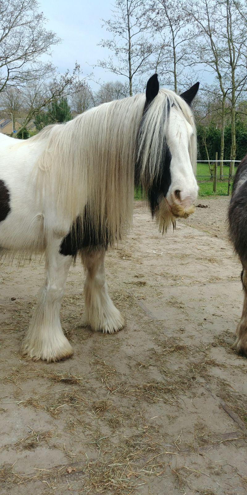 tinker merrie pssm1 vrij | Bokt.nl