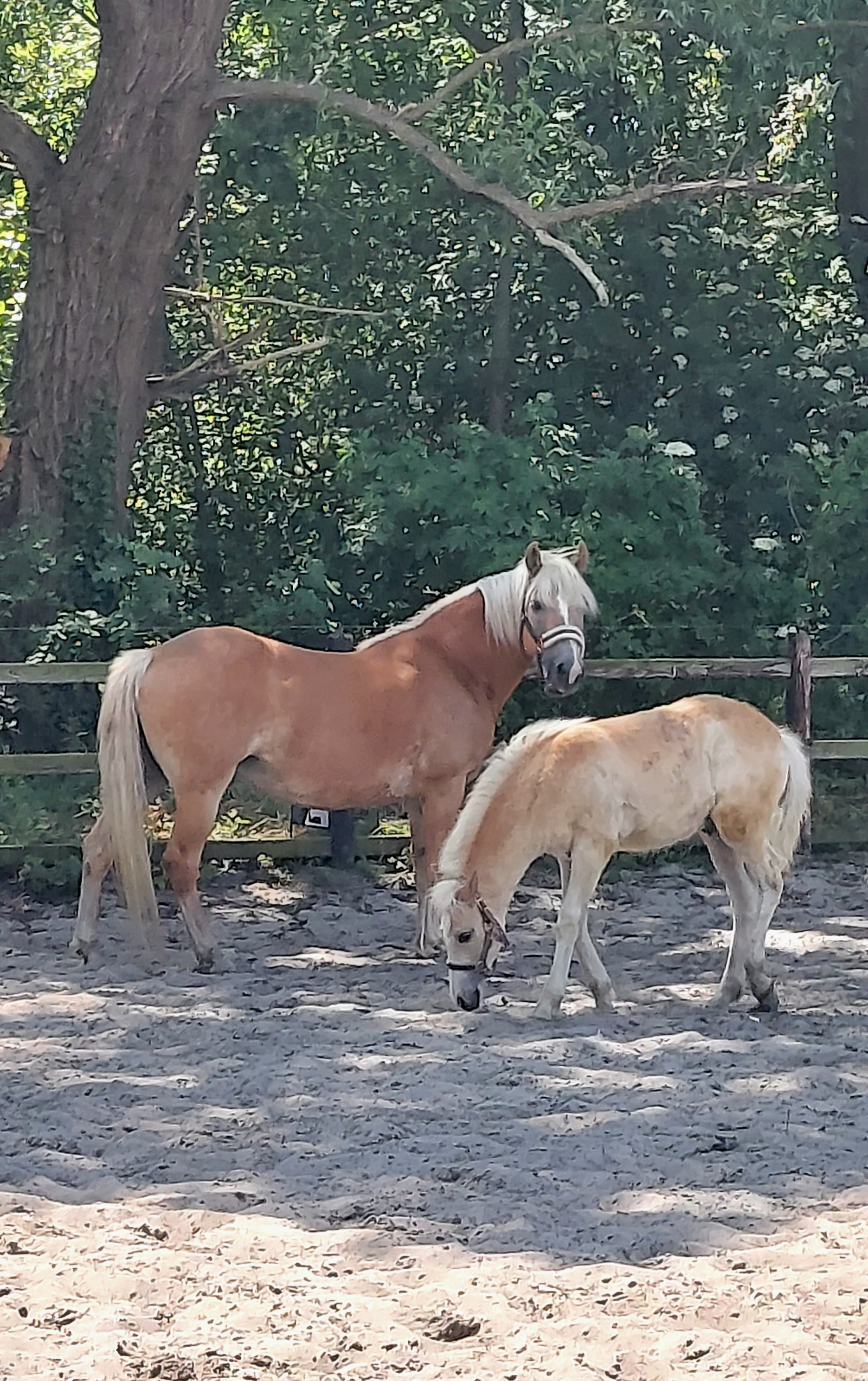 Prachtig braaf haflinger veulen | Bokt.nl