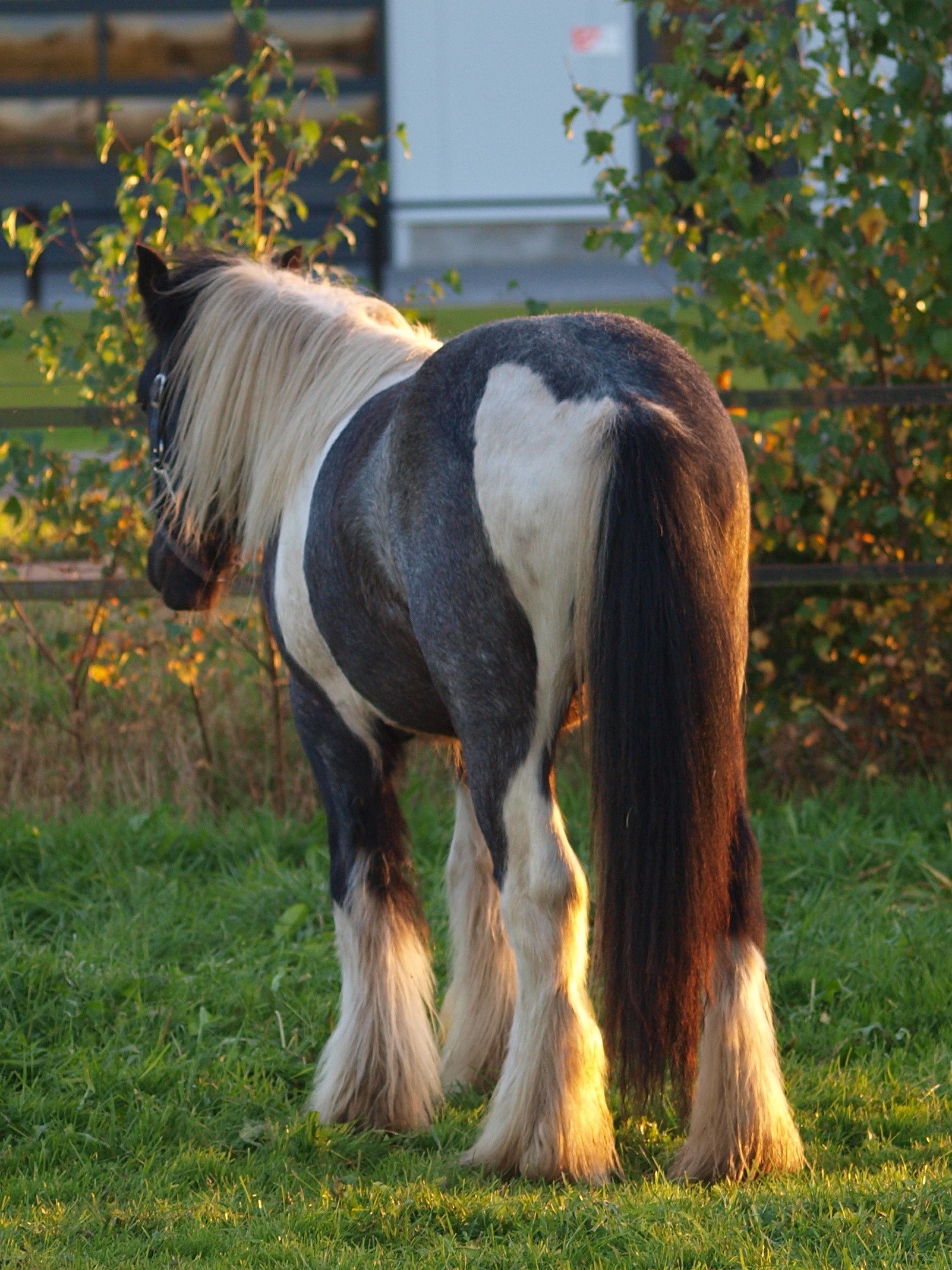 Te koop: mooie tinker hengst | Bokt.nl