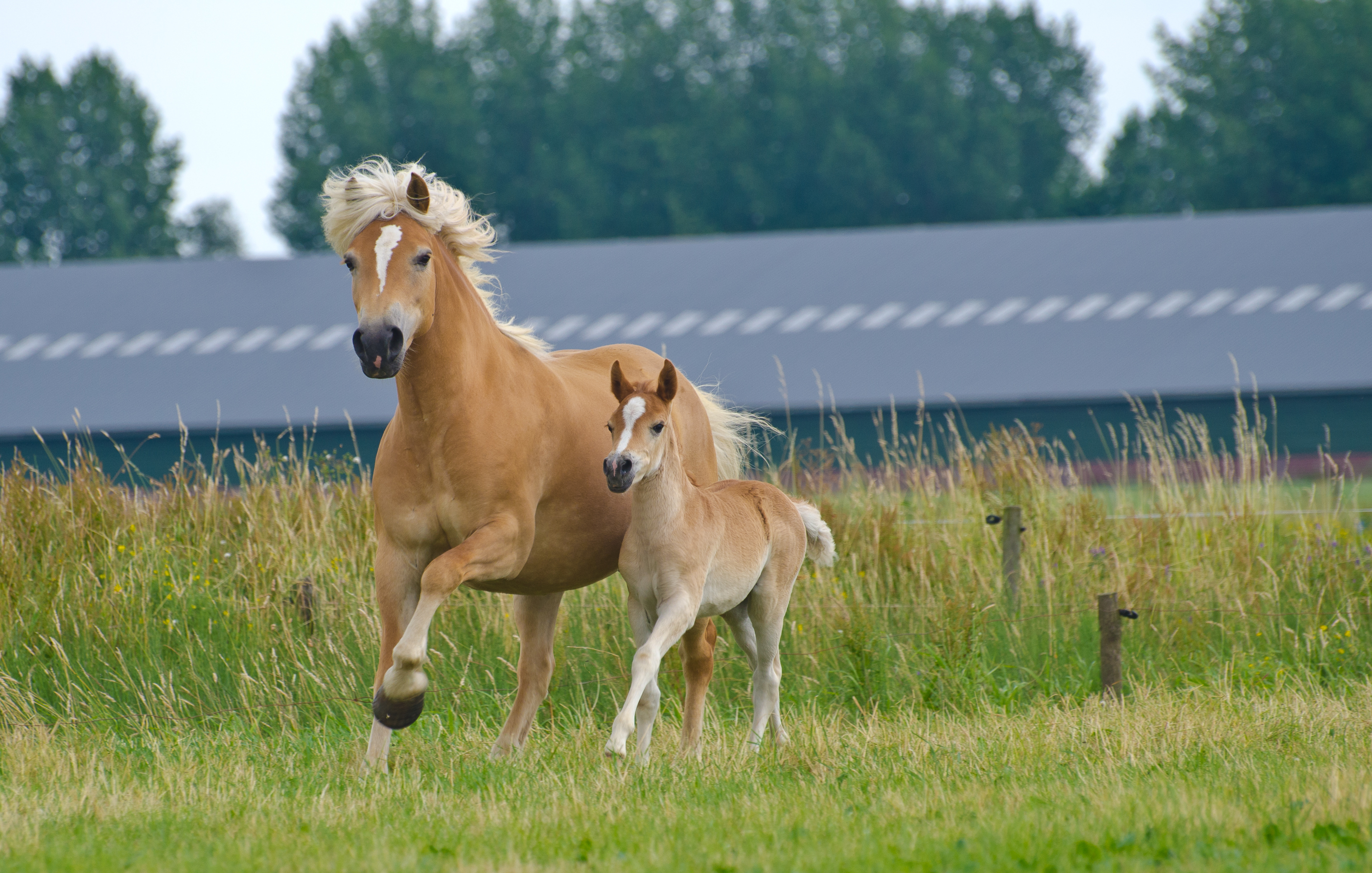 Haflinger x Arabier merrieveulen | Bokt.nl