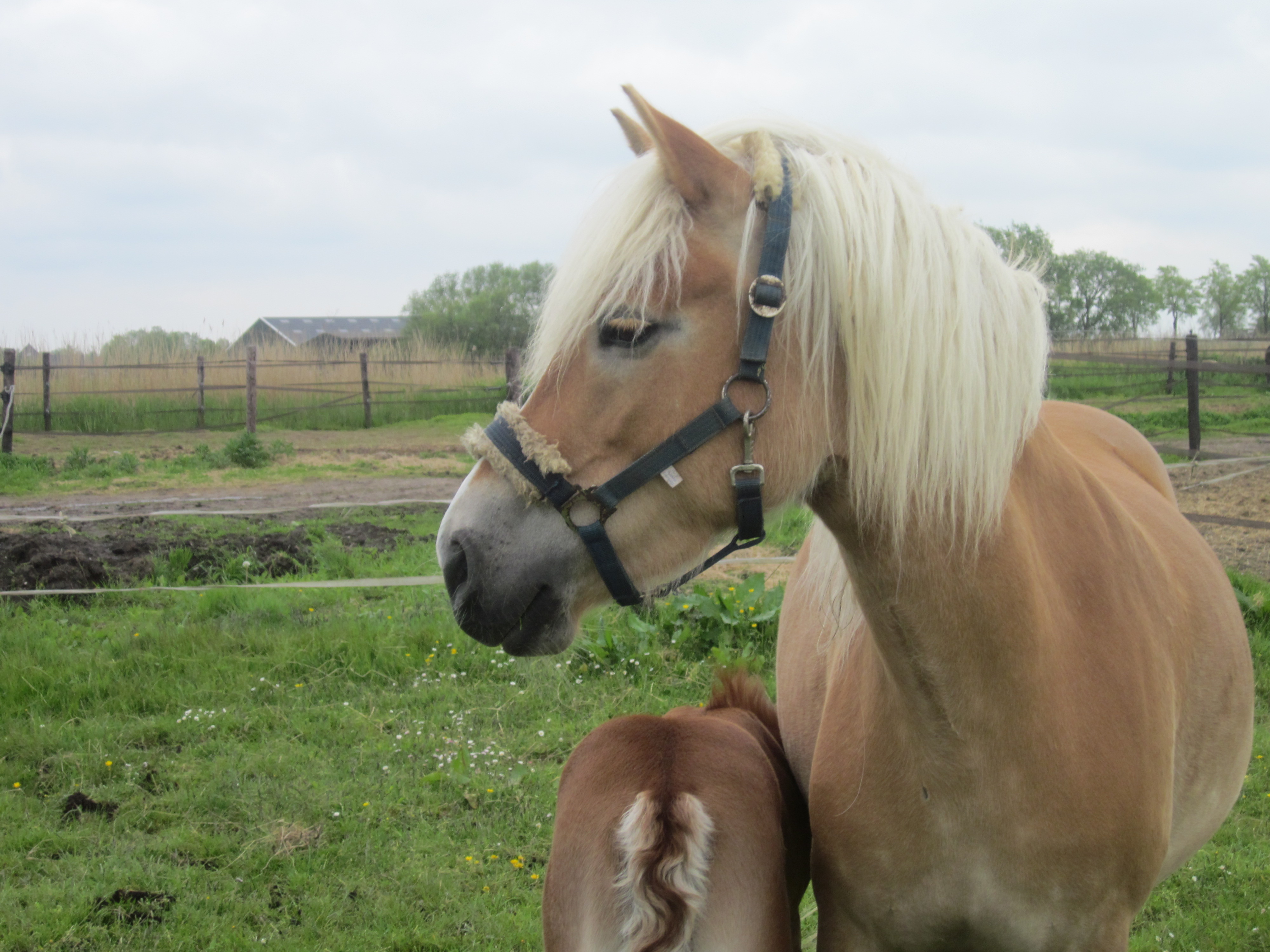 Te koop haflinger merrie met Nrps veulen | Bokt.nl