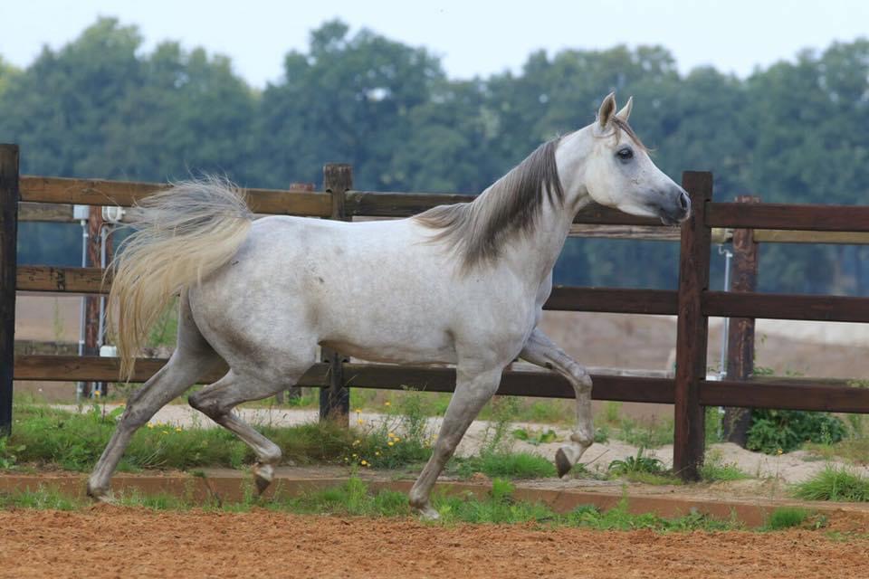 Jaxxon part bred Arabier 4 jaar onbeleerd | Bokt.nl