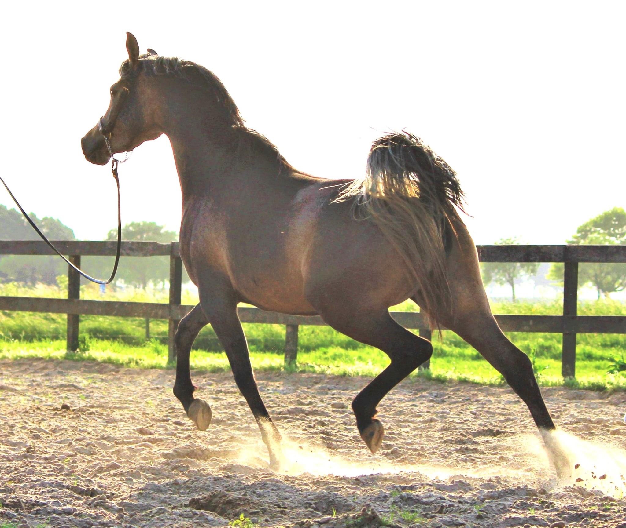 Arabische merrie | Bokt.nl