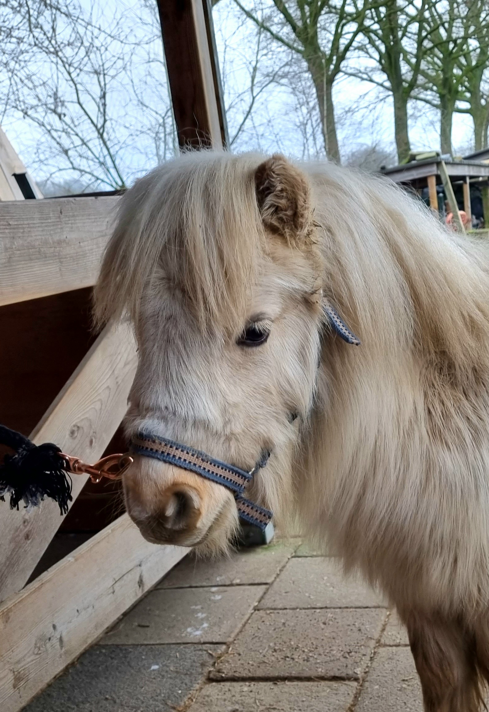 Mini Shetlander palomino veulen | Bokt.nl