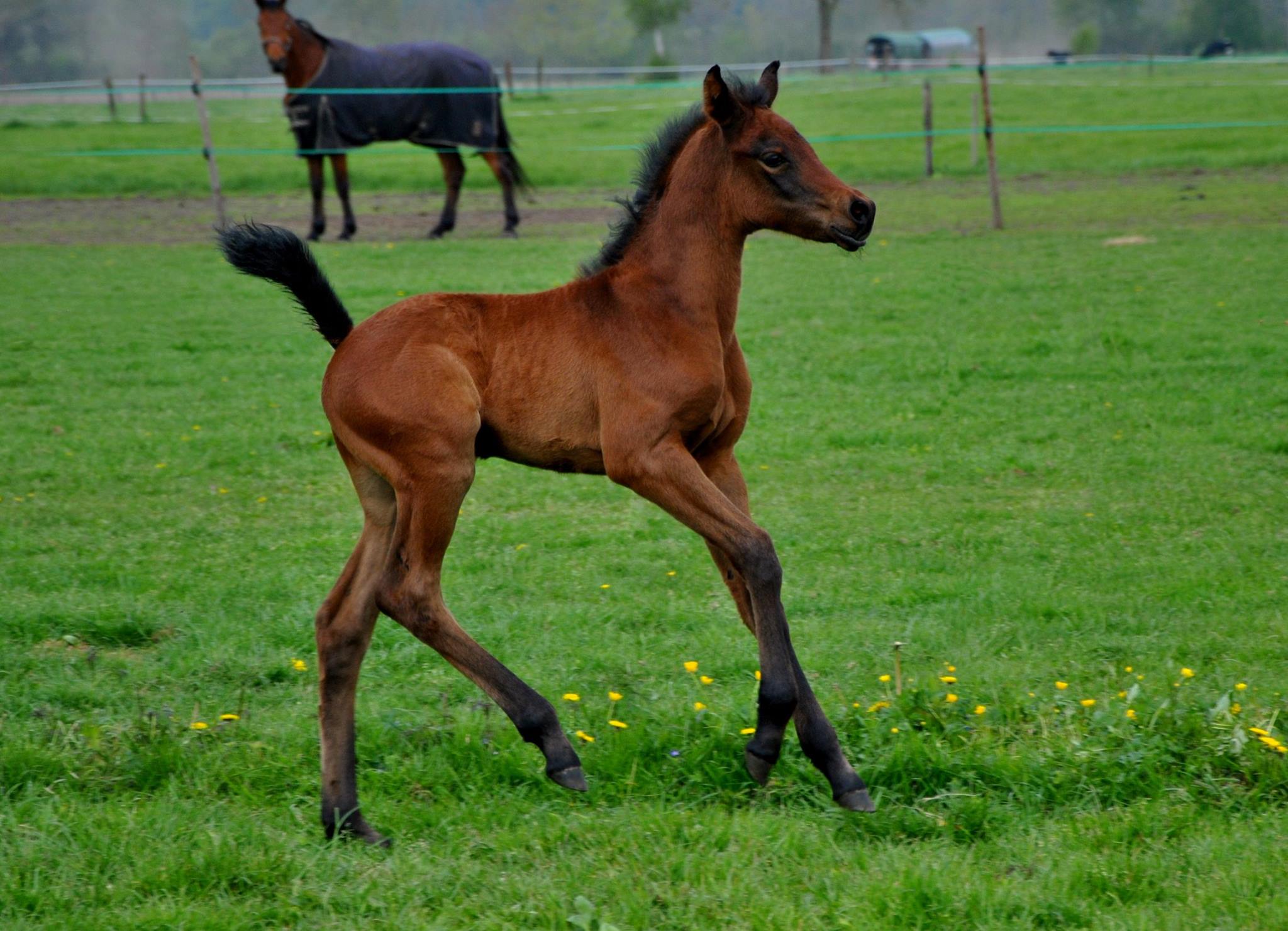 Prachtige,Grote, Atletische Arabische hengst ter dekking | Bokt.nl