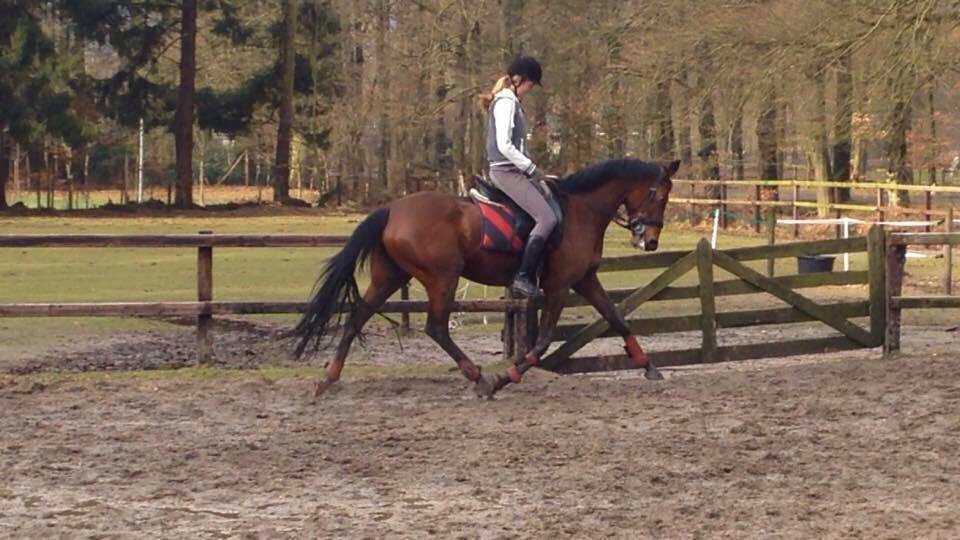 spring paard merrie te koop | Bokt.nl