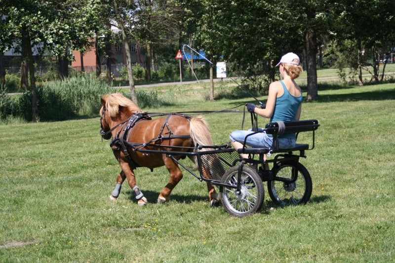 Hele goede sulky (mini)shetland/A pony | Bokt.nl
