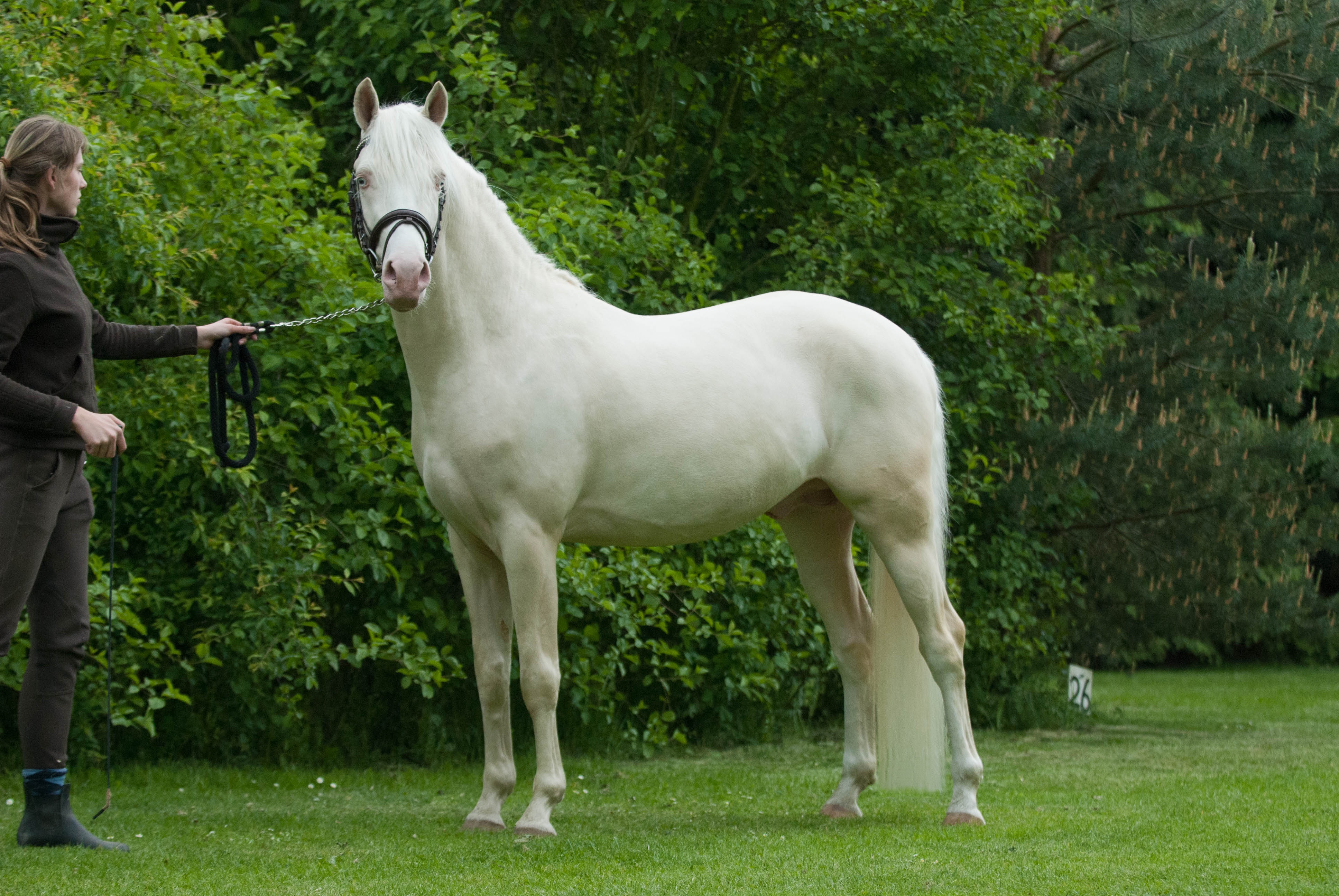 Goedgekeurde Cremello hengst: Kwaliteit, kleur en karakter | Bokt.nl