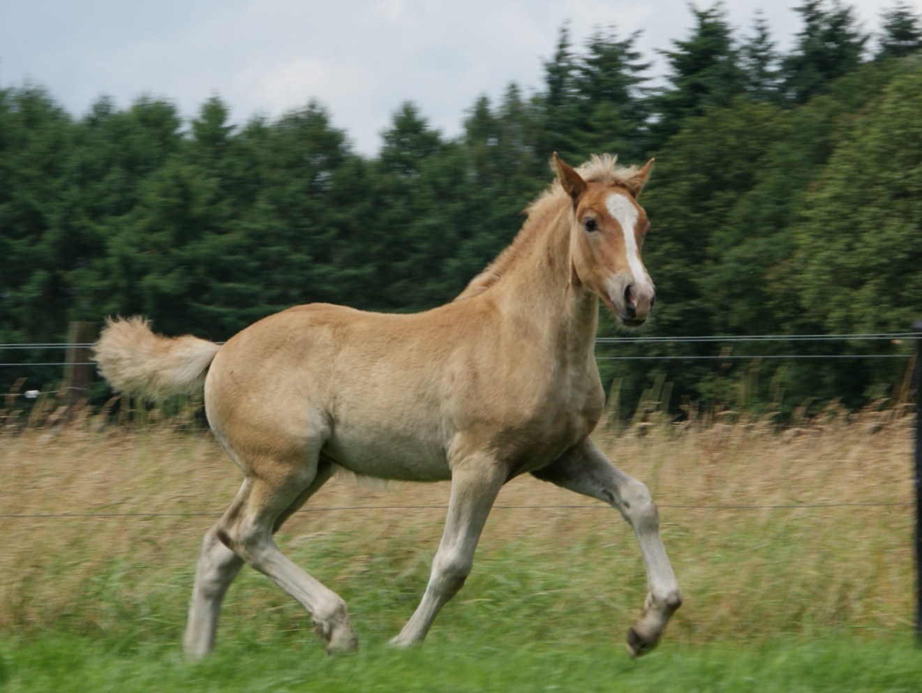 Lieve haflinger merrie veulen | Bokt.nl