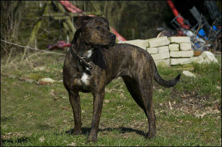 kruising rottweiler argentijnse dog | Bokt.nl