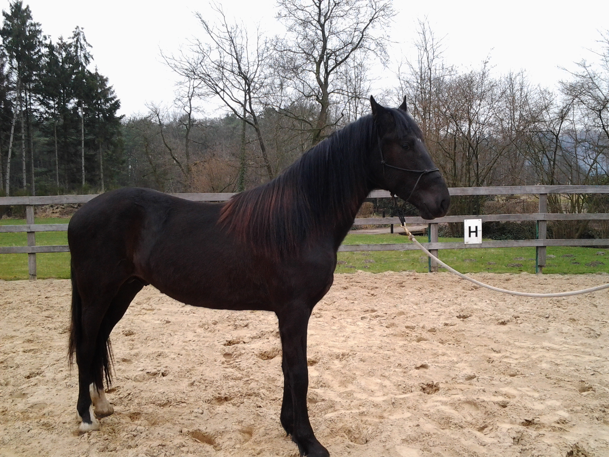 Arabo-Friese-Lusitano hengst | Bokt.nl