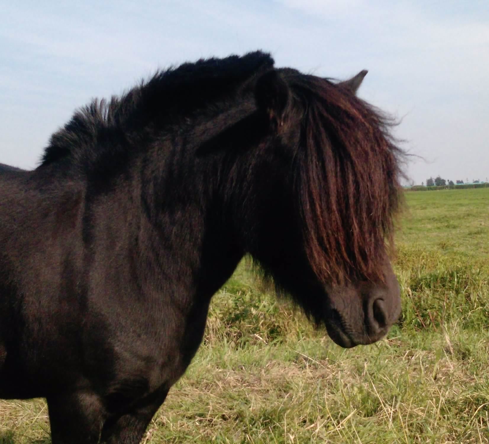 GESLOTEN!!! Stoere zwarte shet ruin | Bokt.nl