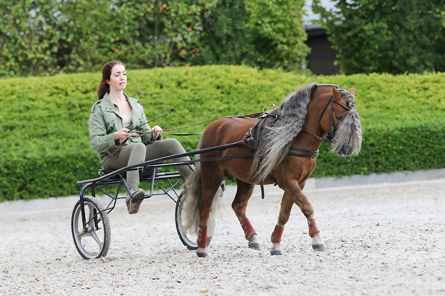 Zwarte mini/shet/a pony sulky | Bokt.nl