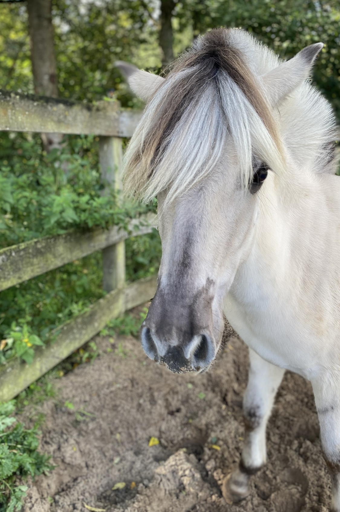 Gra Fjord jaarling te koop (FOKKERIJ) | Bokt.nl