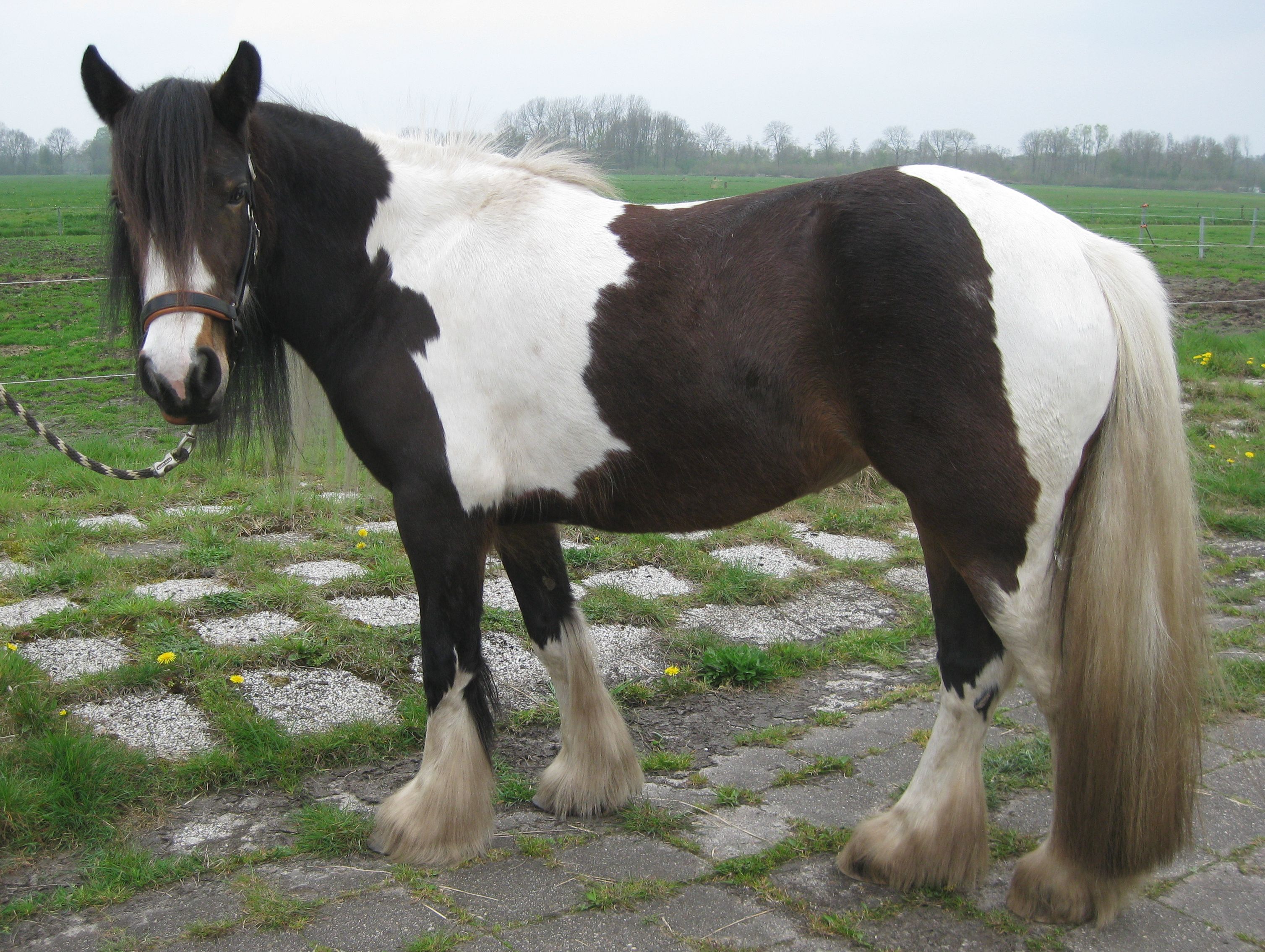 Super lieve driekleur tinker merrie 4 jaar, irish cob | Bokt.nl