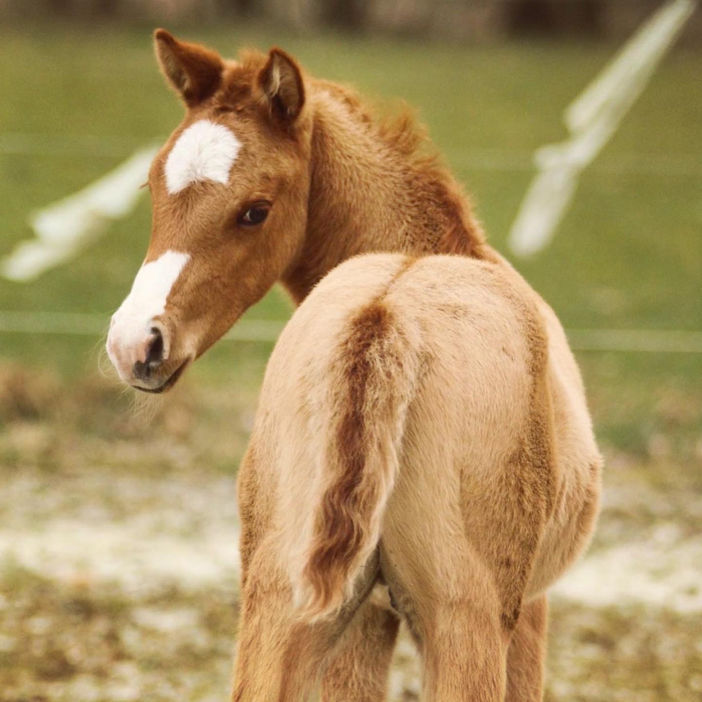 Red dun overo hengstenveulen | Bokt.nl