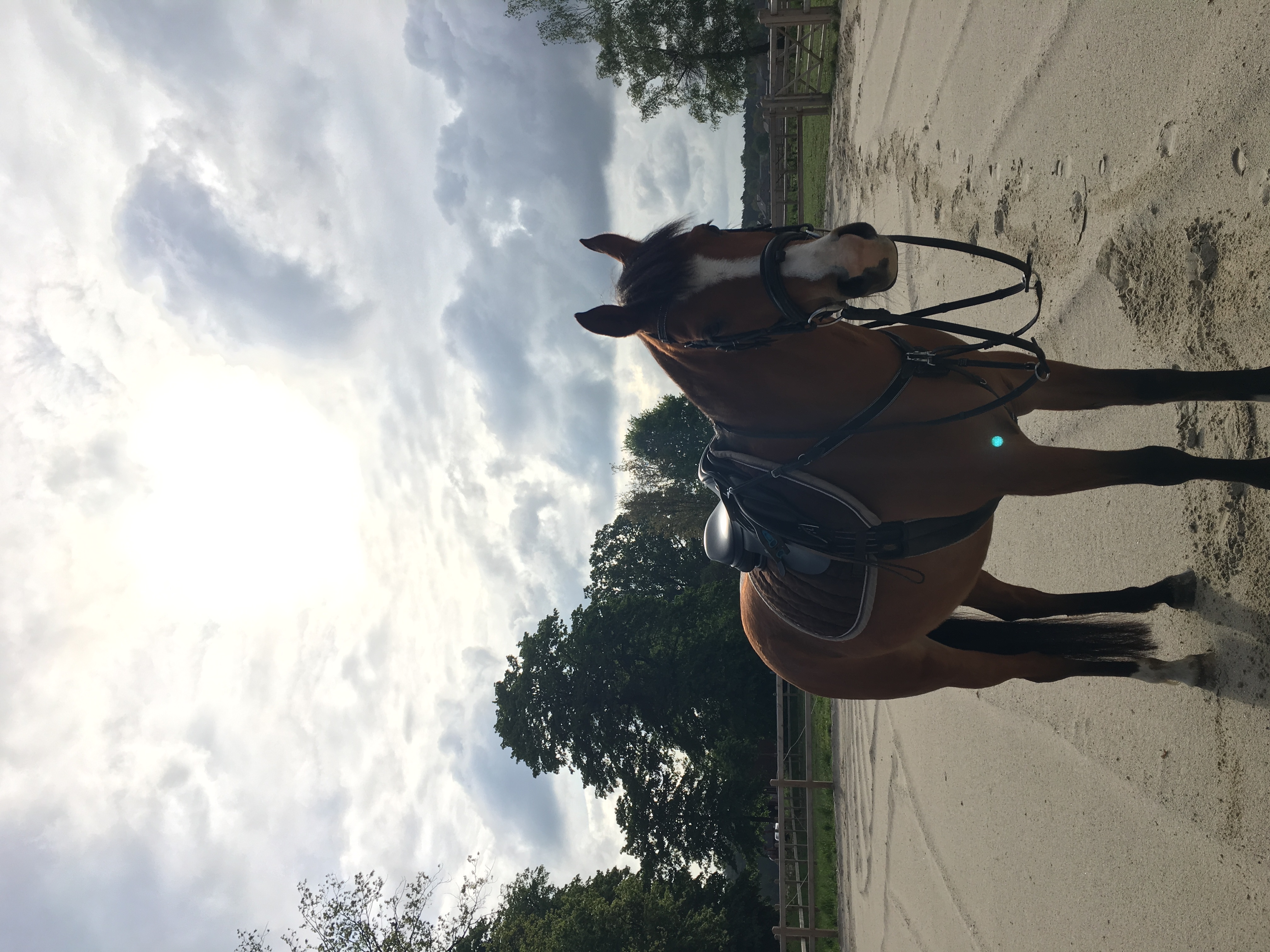 D-PONY TE KOOP | Bokt.nl