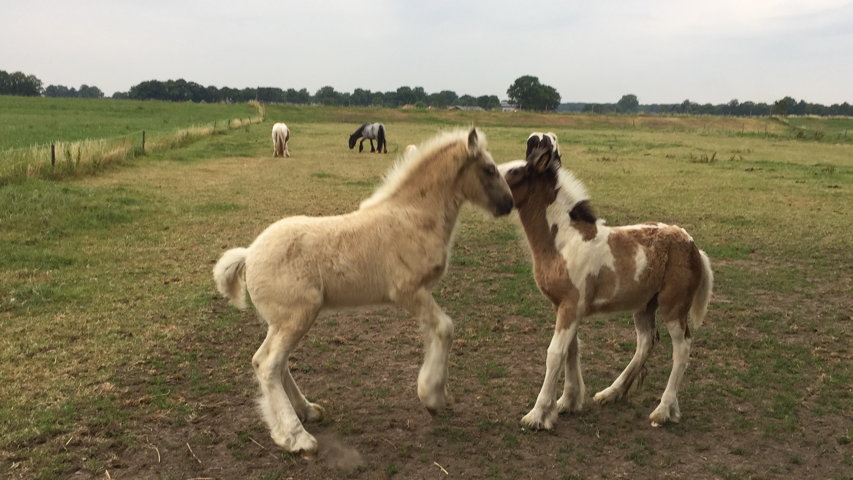 Palomino Tinker hengst veulen | Bokt.nl