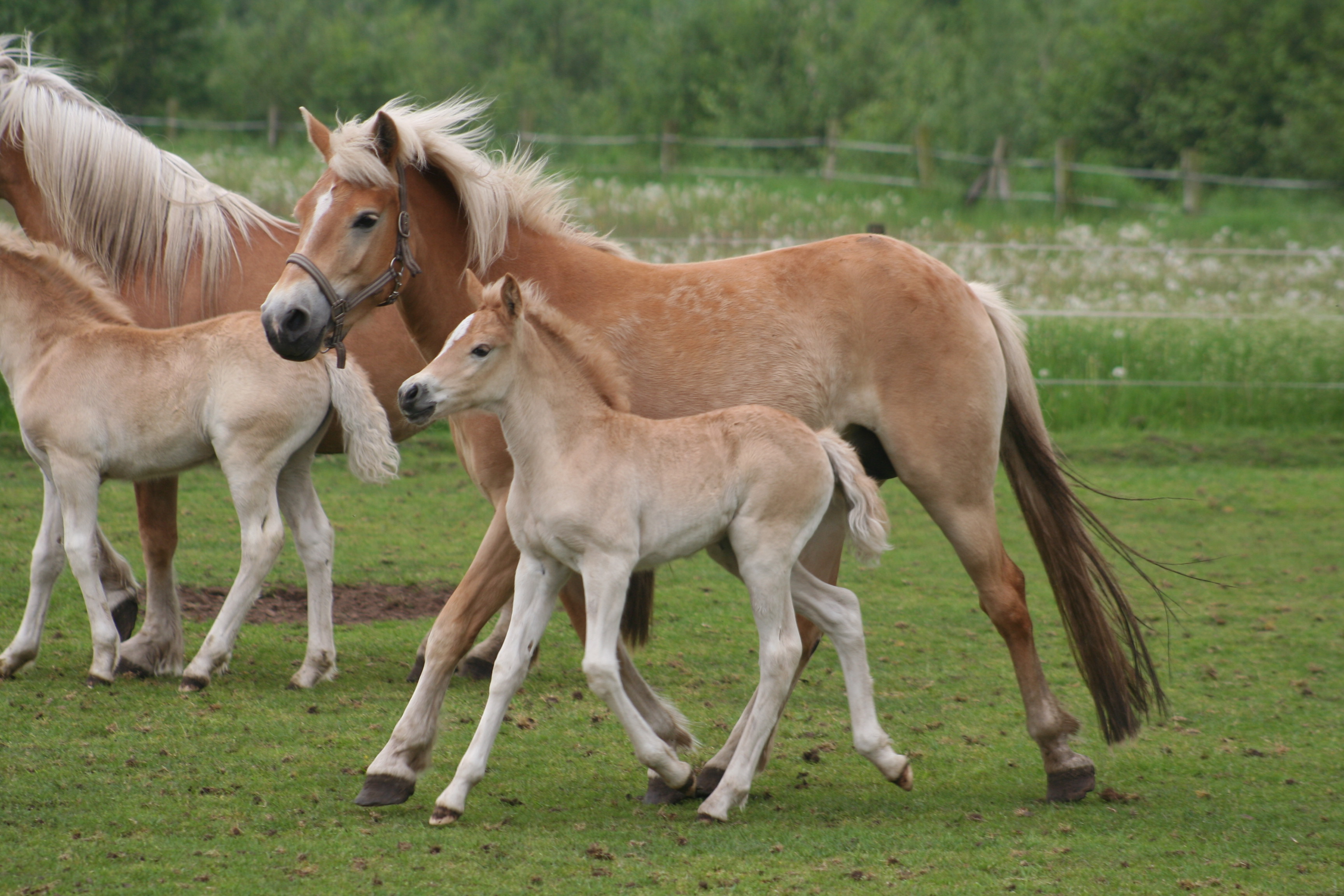 Te koop haflinger merrie incl veulen. | Bokt.nl
