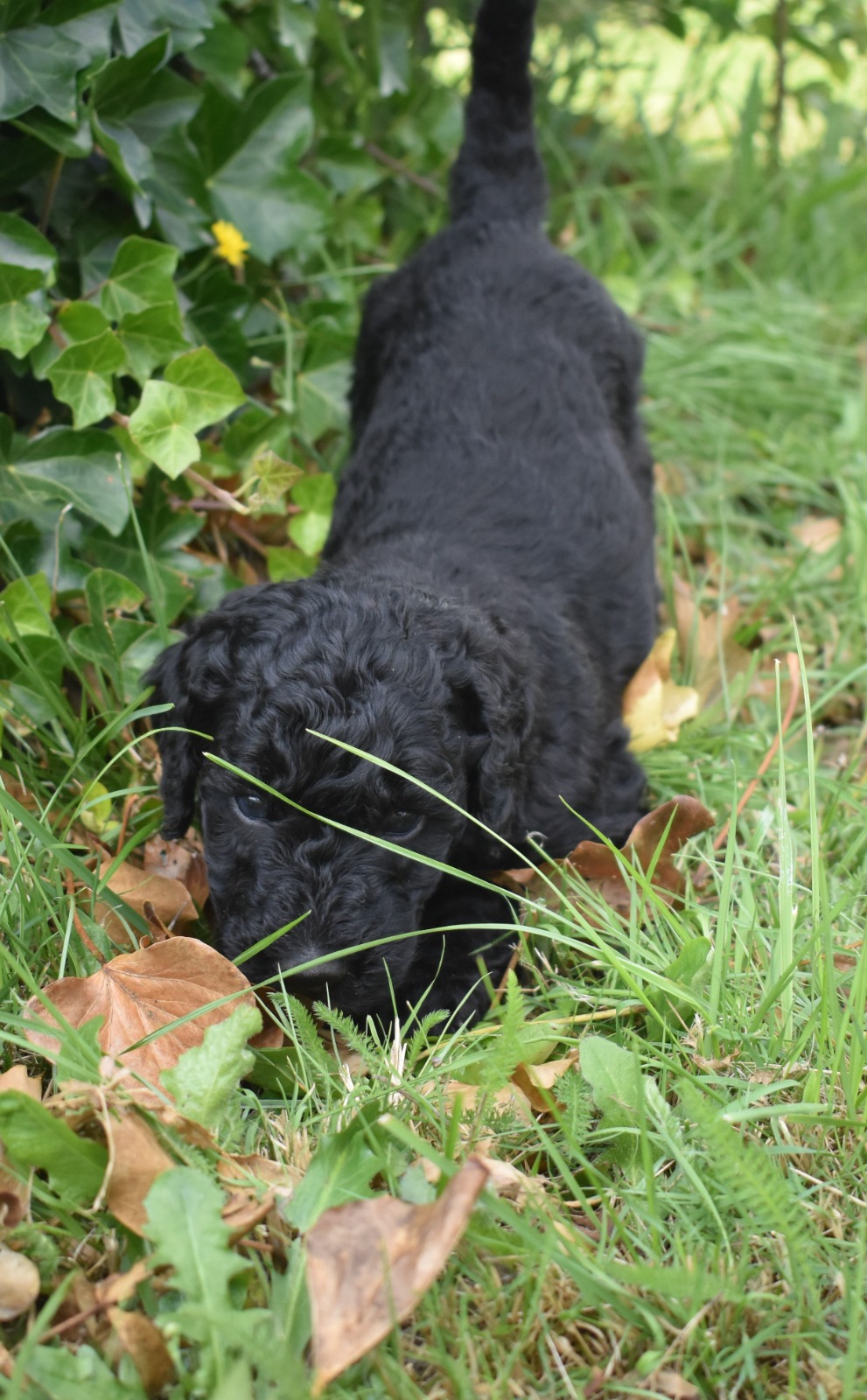 F4 multigen Labradoodle pups zoeken goed huisje | Bokt.nl
