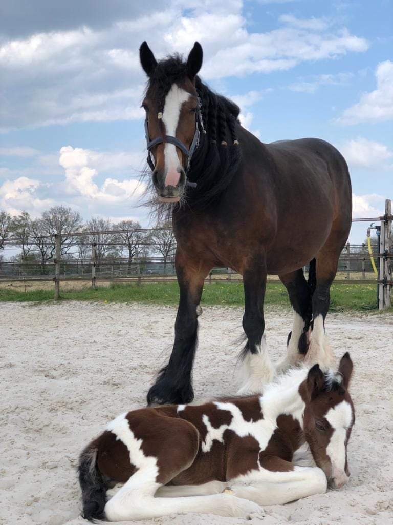 Uniek tinker merrie veulen | Bokt.nl