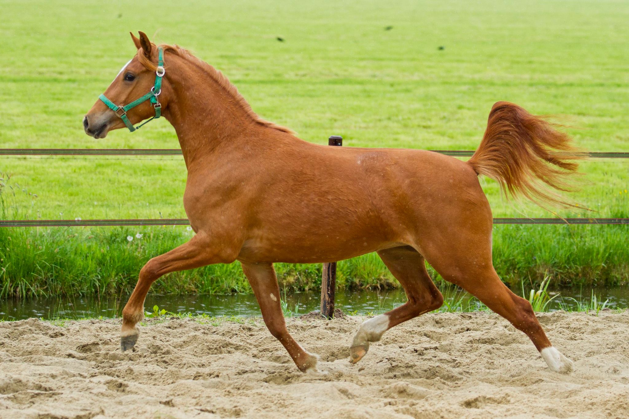 3-jarige NRPS D-pony merrie | Bokt.nl