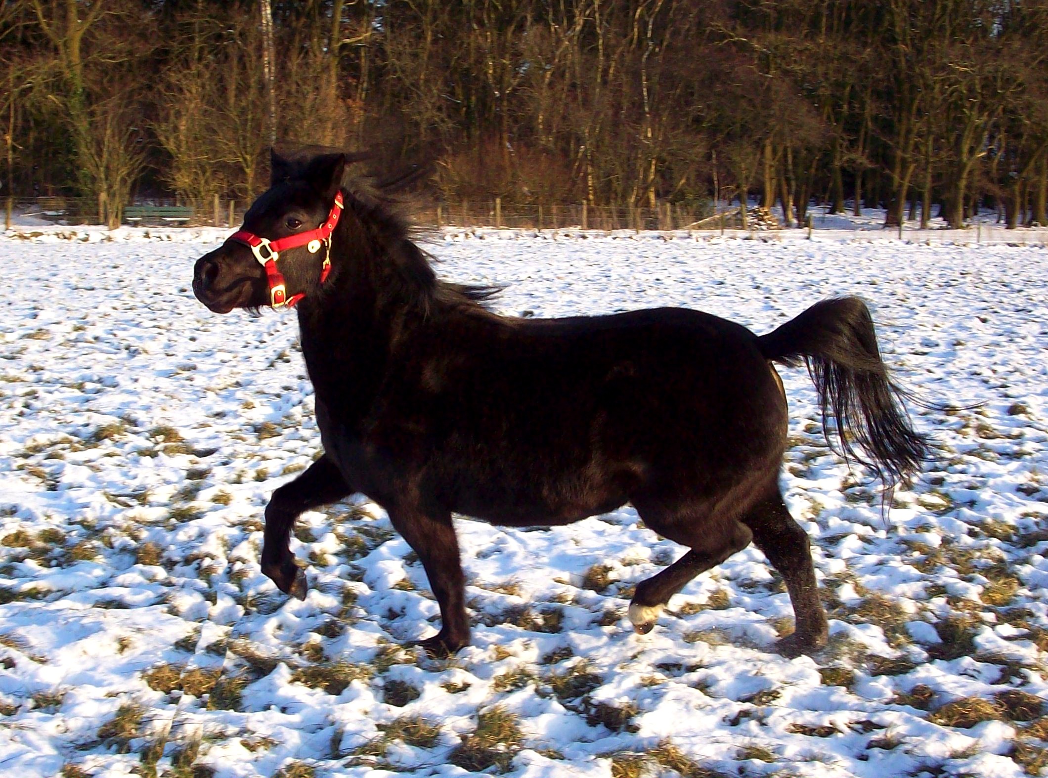 perfecte menpony voor de liefhebber!! | Bokt.nl