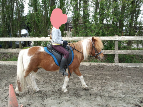 Allerliefste (kinder)pony ter wereld!! | Bokt.nl