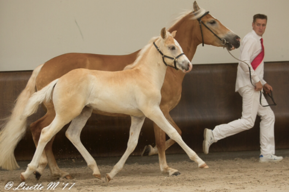 Te koop 1ste premie haflinger hengst veulen | Bokt.nl