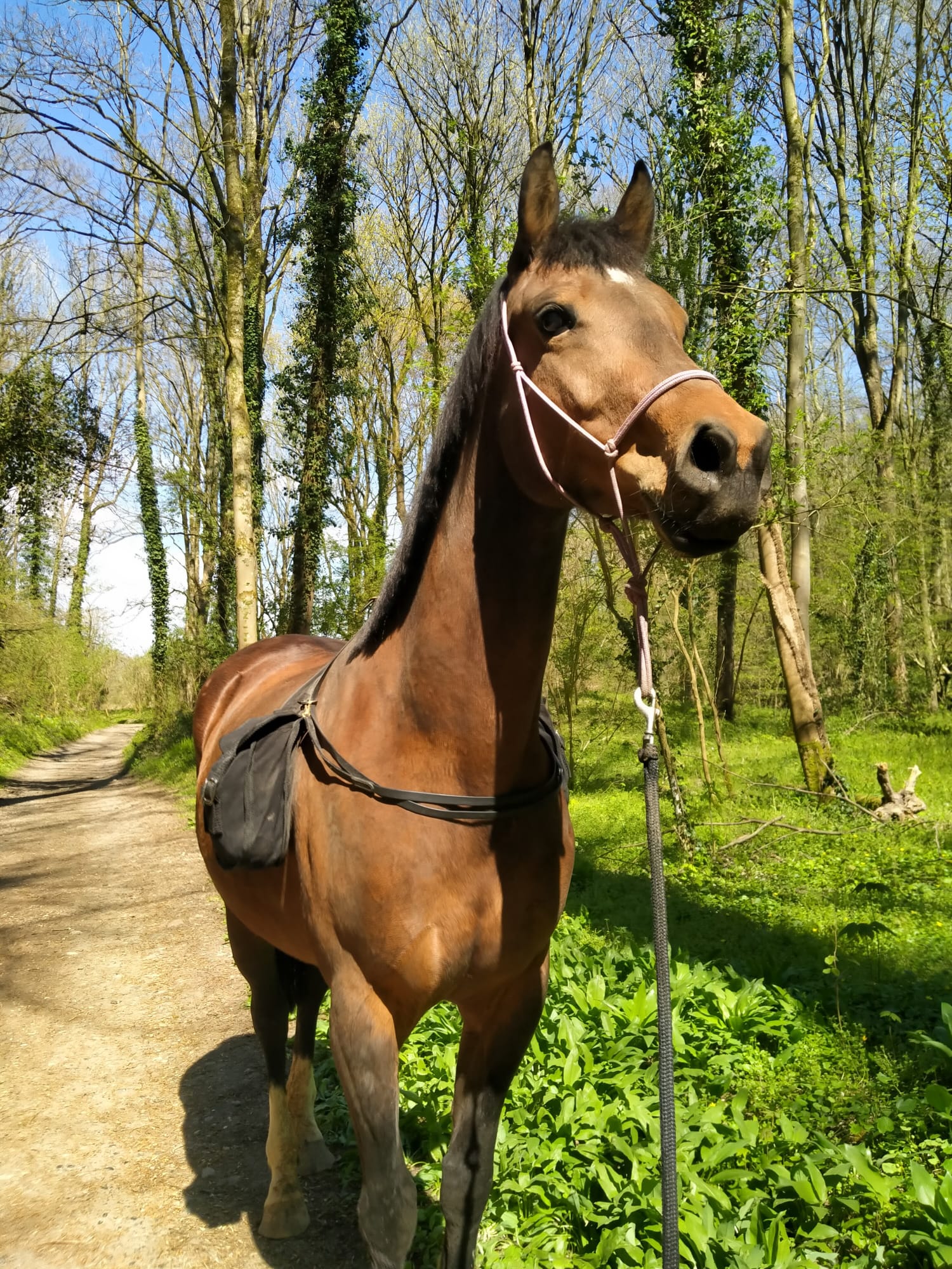 Halve stal gezocht omgeving Maastricht | Bokt.nl