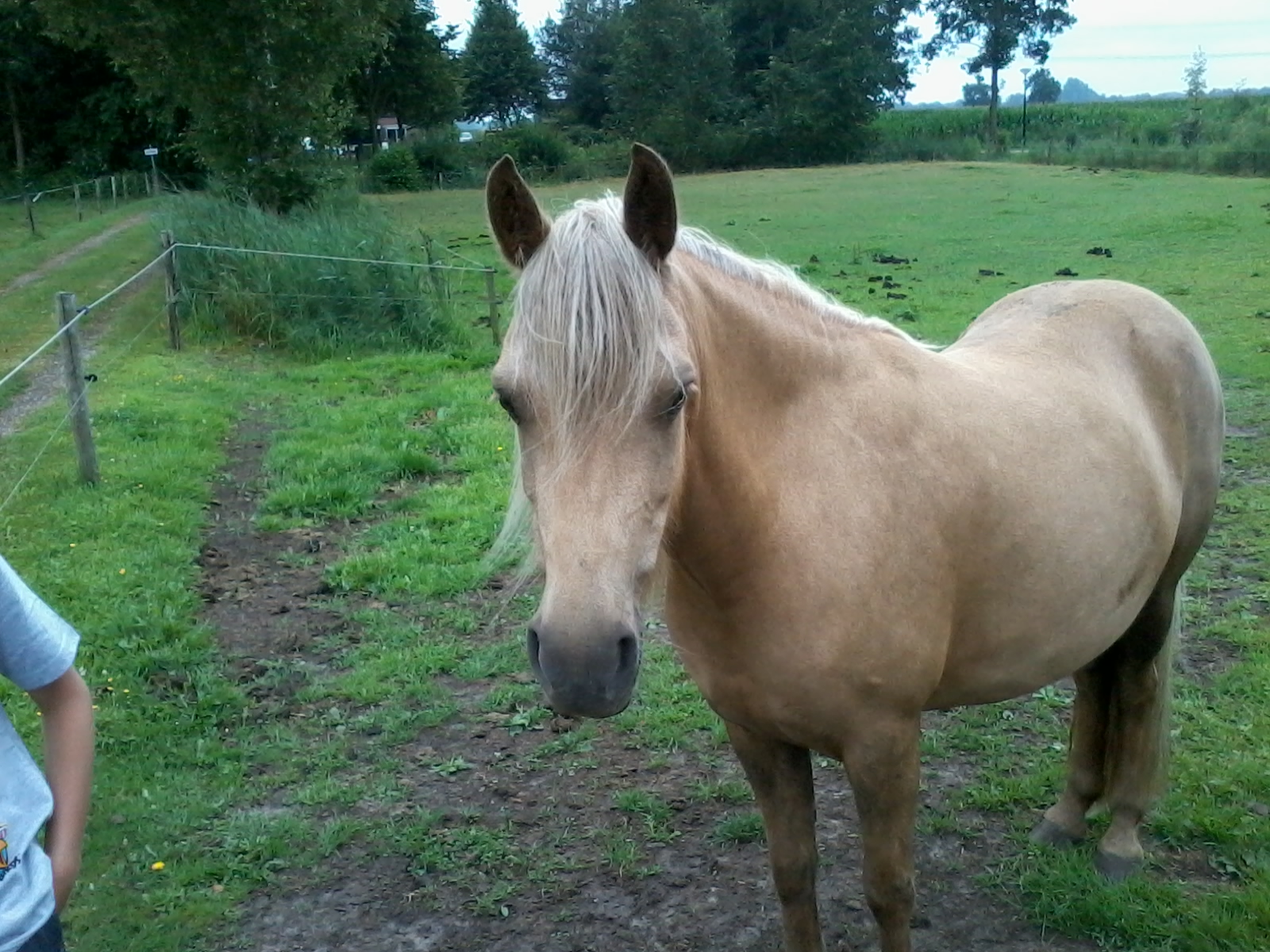 aangeboden makke kinder pony | Bokt.nl