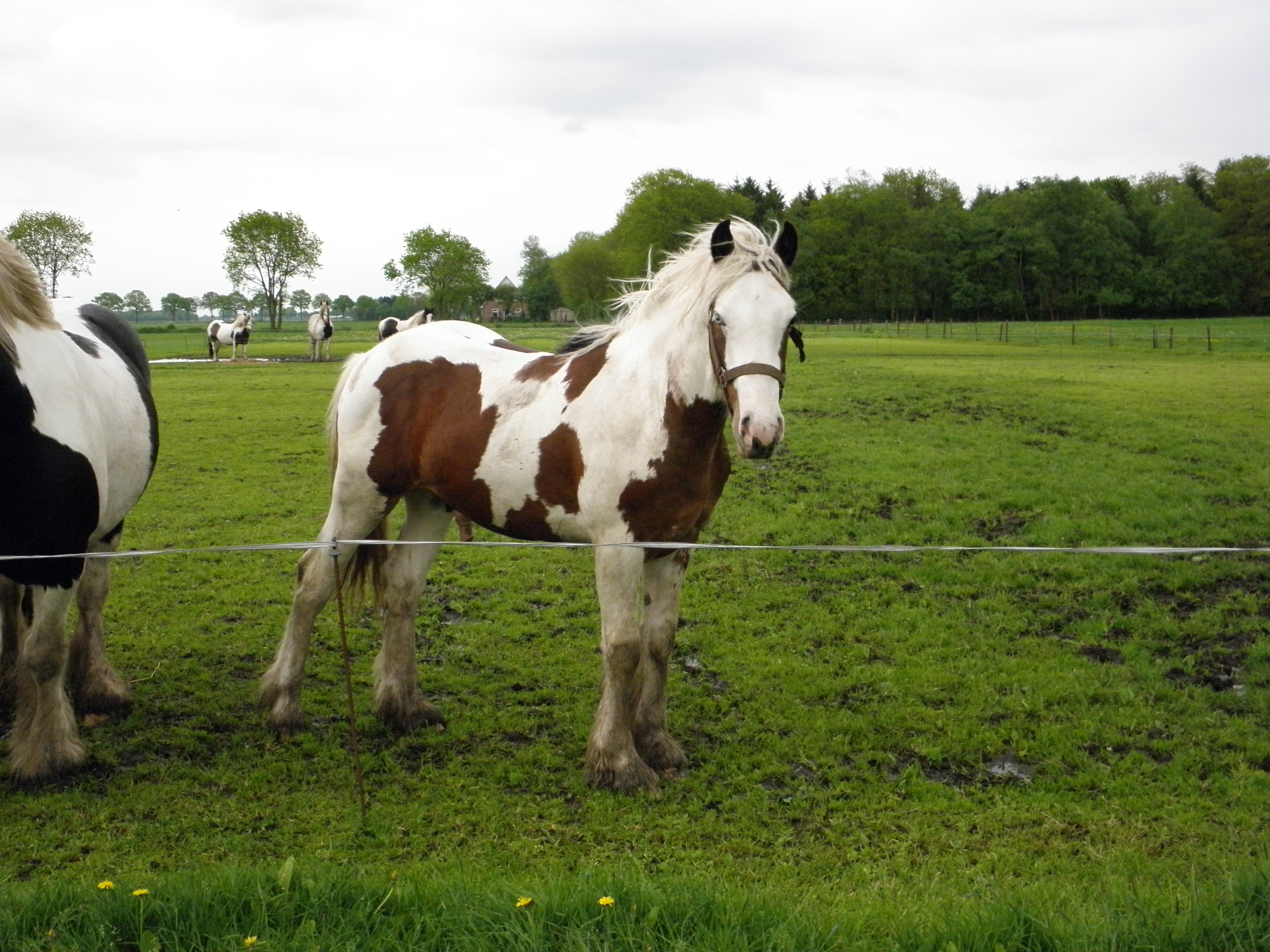 Mooie driekleur jaarling tinker (Nsvt) grote maat | Bokt.nl