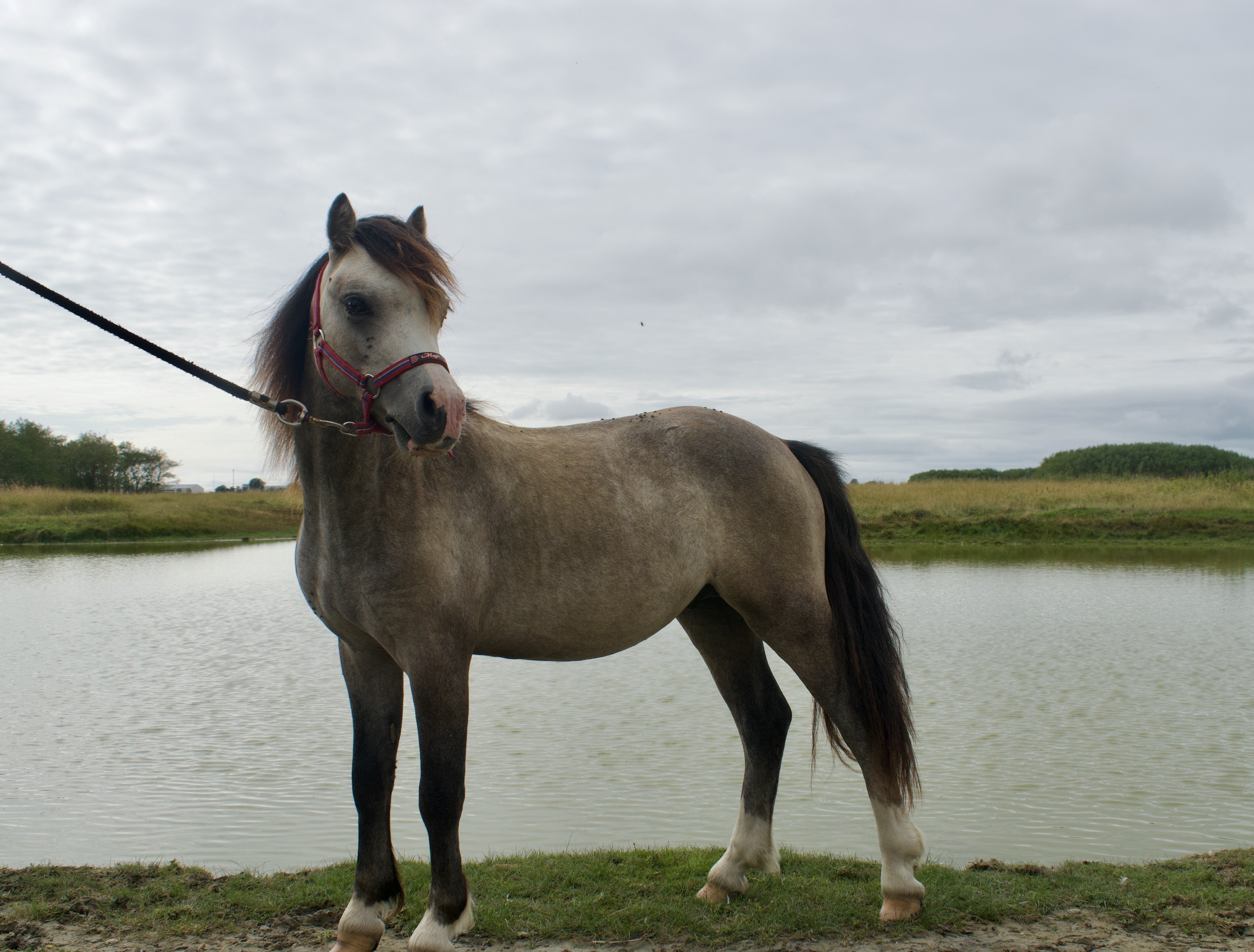Mooie Welsh A hengst te koop | Bokt.nl