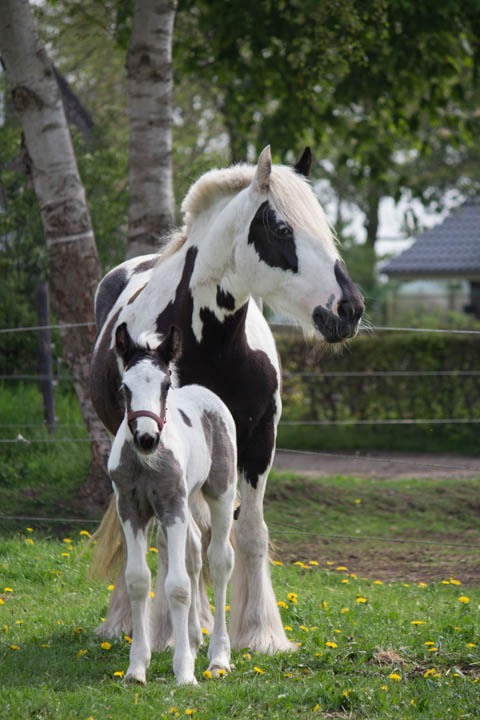 1e premie tinker merrie | Bokt.nl