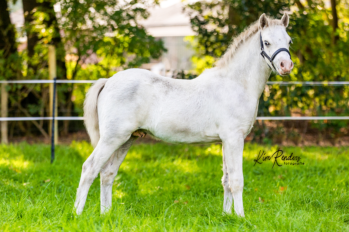 Palomino appaloosa hengst veulen (Welsh) | Bokt.nl