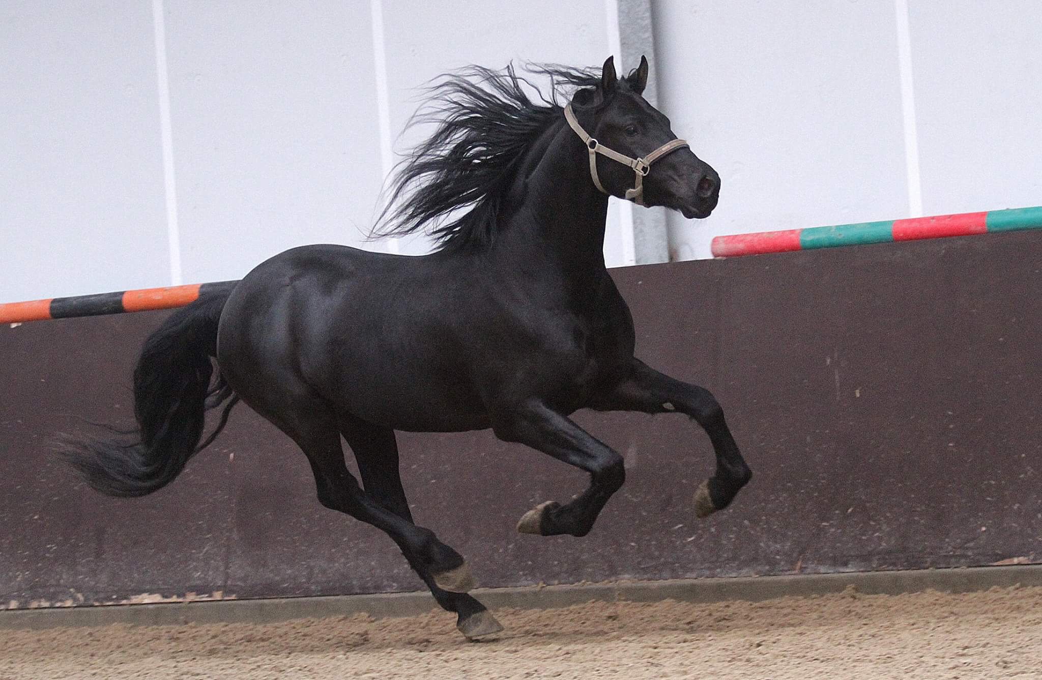 Prachtige unieke arabo fries! | Bokt.nl
