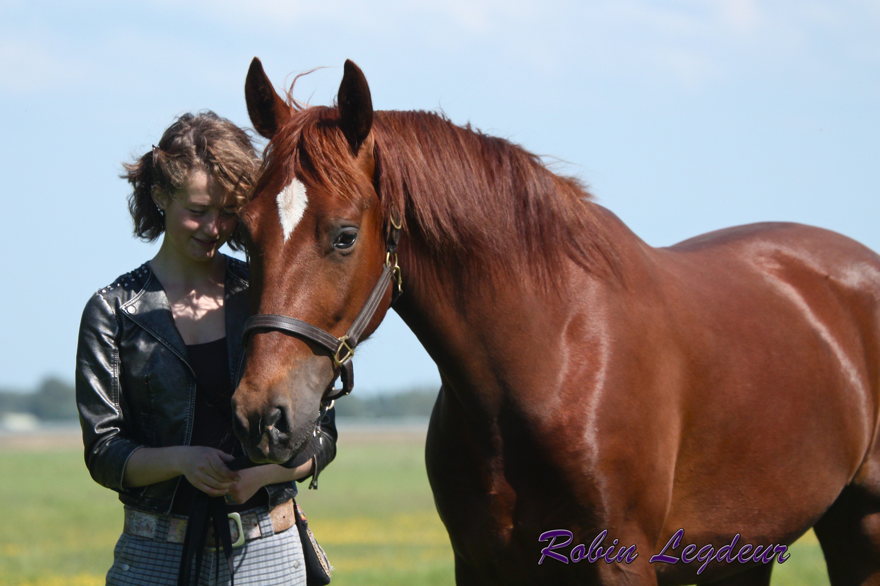 Paard voor bruikleen aangeboden! | Bokt.nl Paard voor bruikleen aangeboden! | Bokt.nl